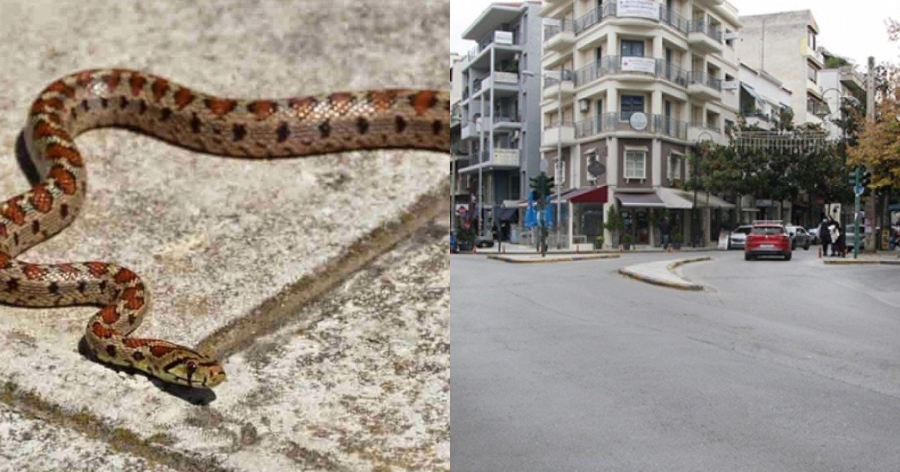Ο τρόμος και ο φόβος στη Λάρισα: Φοιτήτρια ξύπνησε και είδε μια οχιά ...